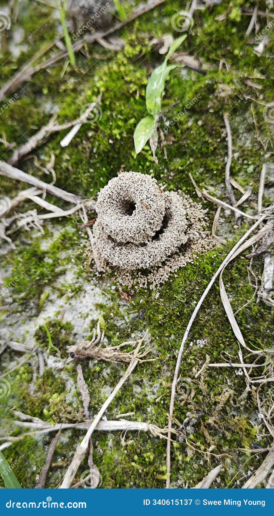 Looking Down on the Ground of the Formicary Anthill Sandy Nest. Stock ...