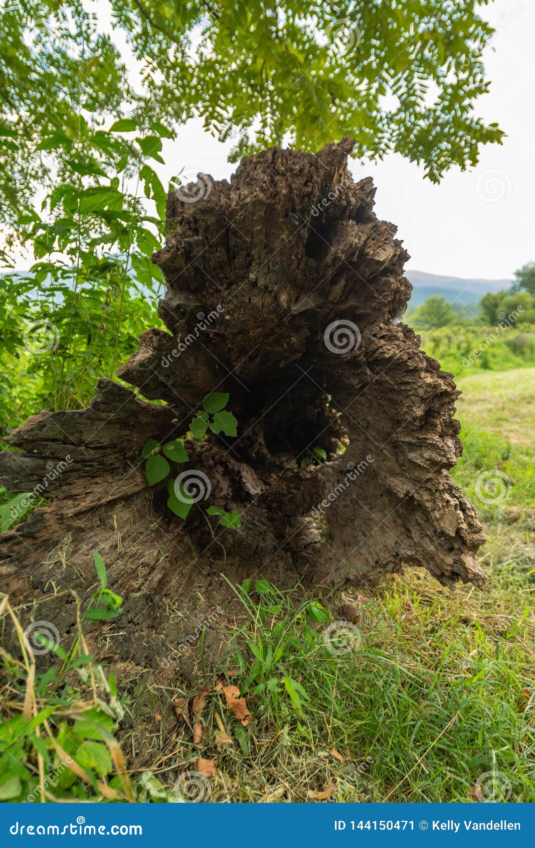 Looking Down Hollow Tree Trunk Stock Image - Image of grass, great ...