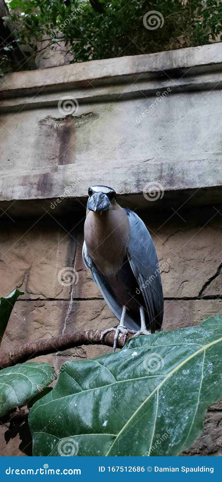 Looking Down with Indignance Stock Photo - Image of bird, looking ...