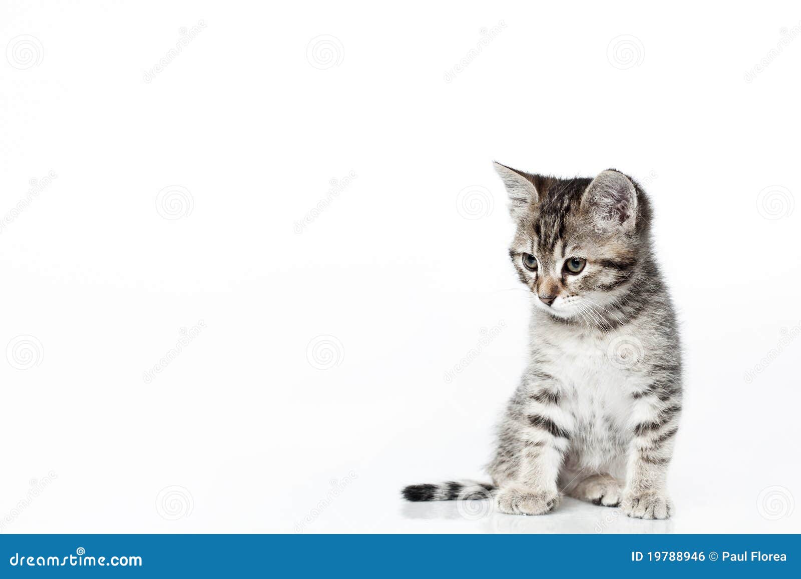 Looking down kitten stock photo. Image of background - 19788946
