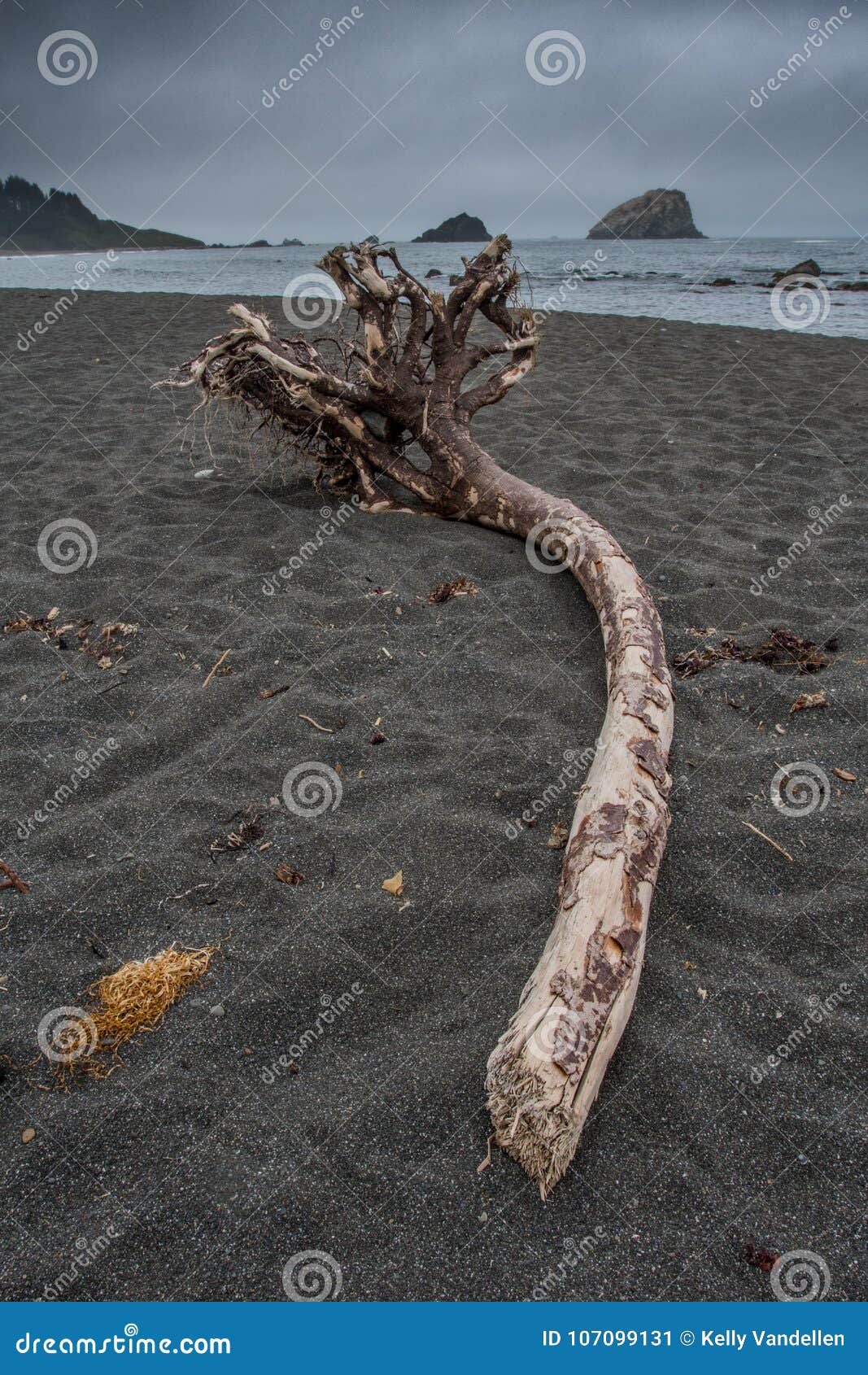 Looking Down Long Driftwood with Roots Stock Image - Image of landscape ...