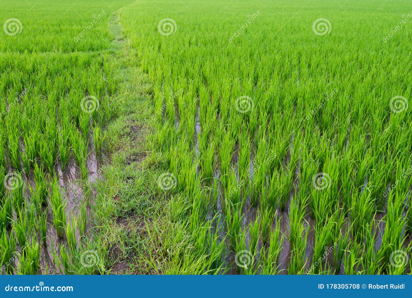 Looking Down on Muddy Track Leading through Rice Paddy in South India ...