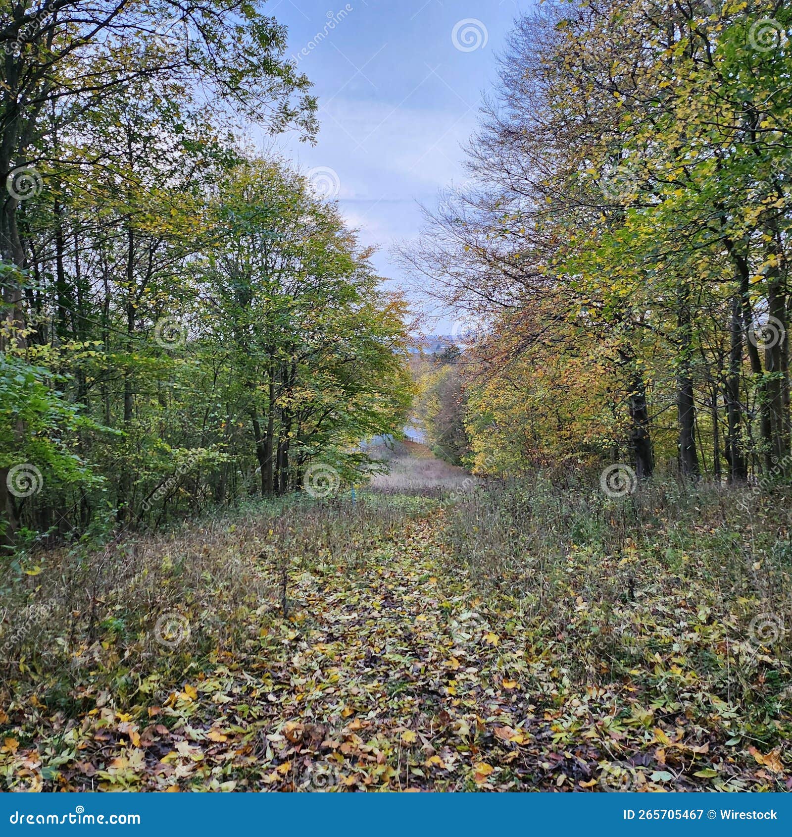 Looking Down the Open Hole in the Forest Stock Image - Image of forest ...