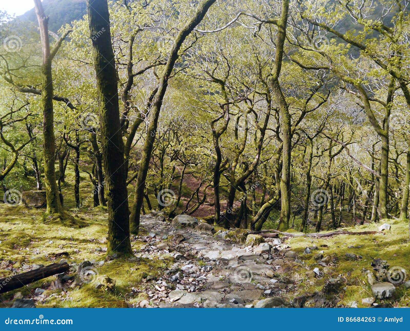 Looking Down Path through Woods Stock Image - Image of green, dismal ...