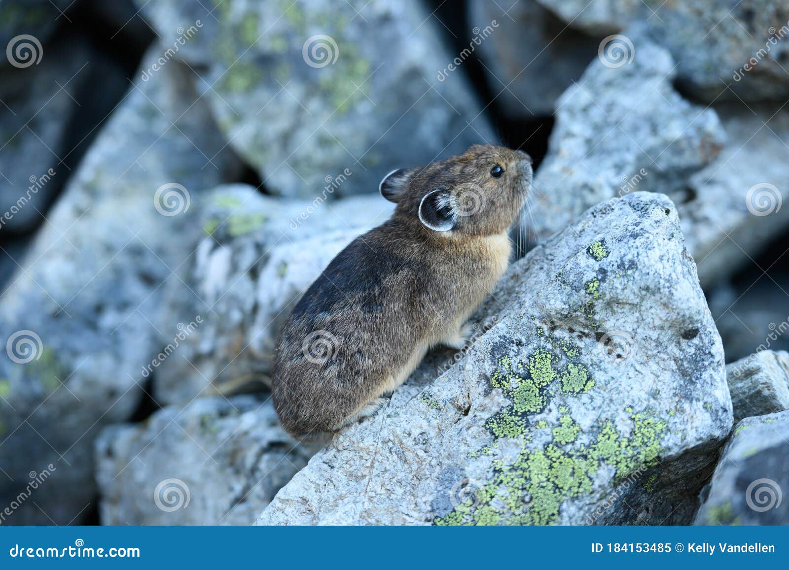 Looking down on Pika stock image. Image of pika, face - 184153485