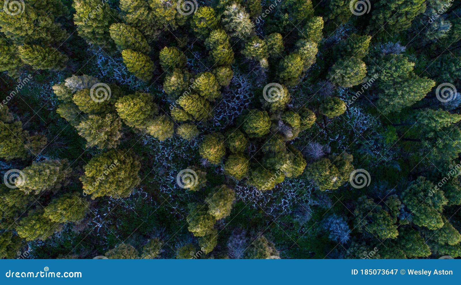 Looking Down a Pine Tree Forest from Aerial View Stock Image - Image of ...