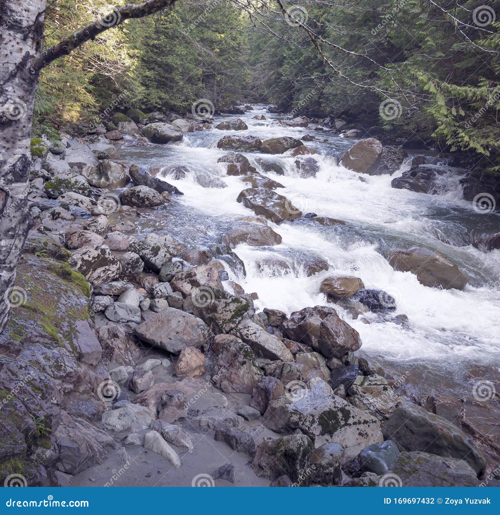 Looking Down at the Raging Nooksack River. Stock Photo - Image of ...