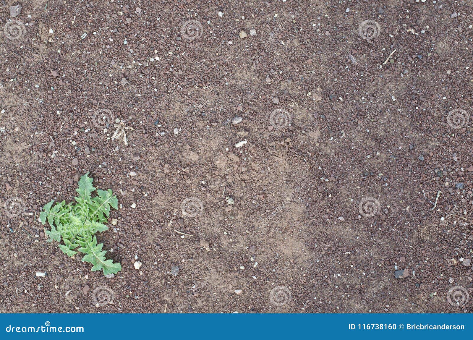 Red Dirt Texture with a Small Srub Stock Photo - Image of desert ...