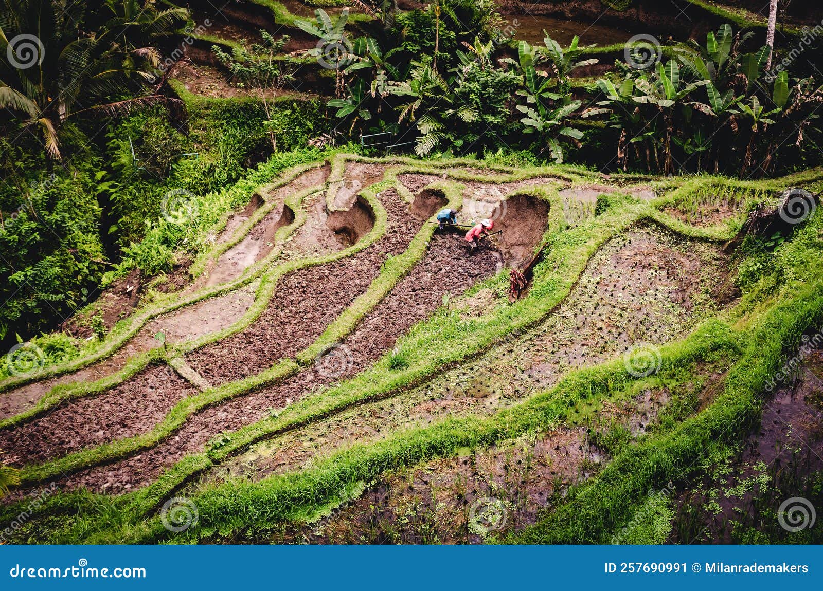 Rice Fields. Close-up of Rice Fields on a Hillside. Terrace Rice Fields ...
