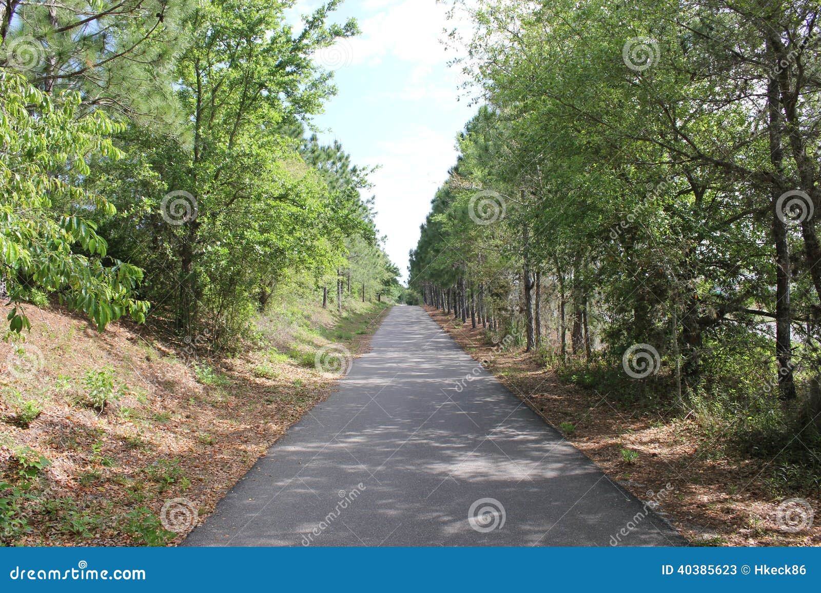 Looking Down the Road stock image. Image of trees, long - 40385623