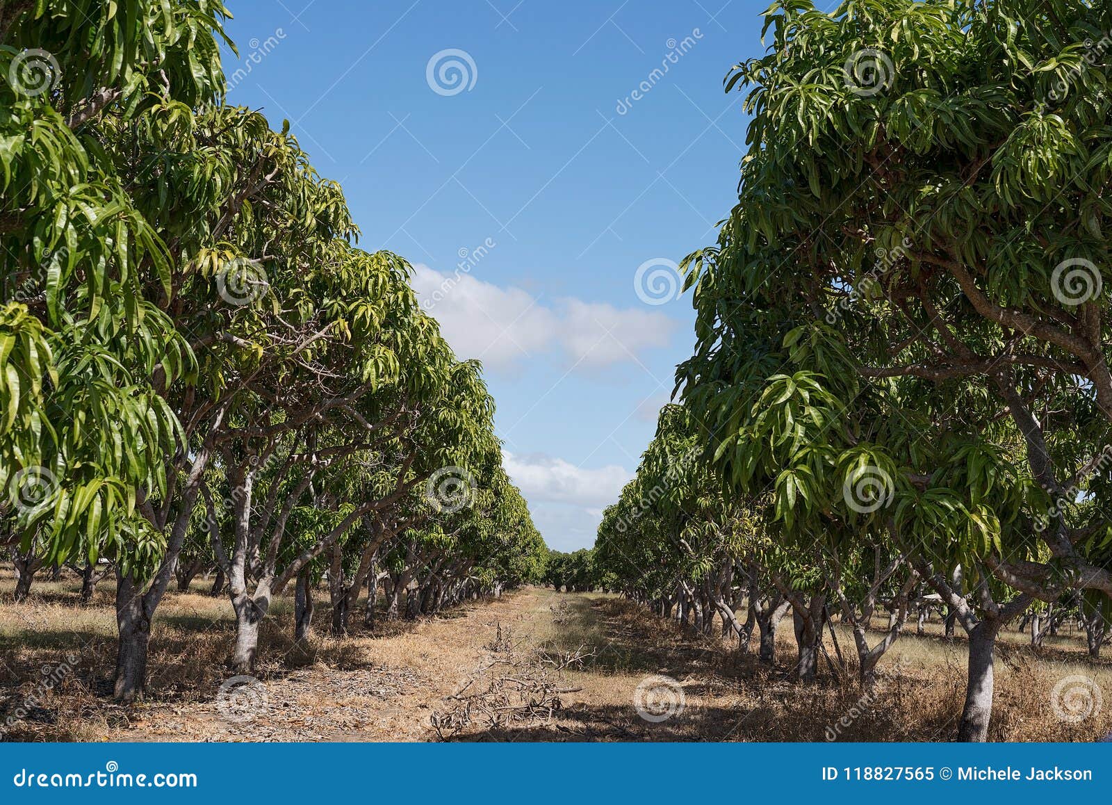 Looking Down the Rows of Mango Trees Stock Image - Image of nature ...