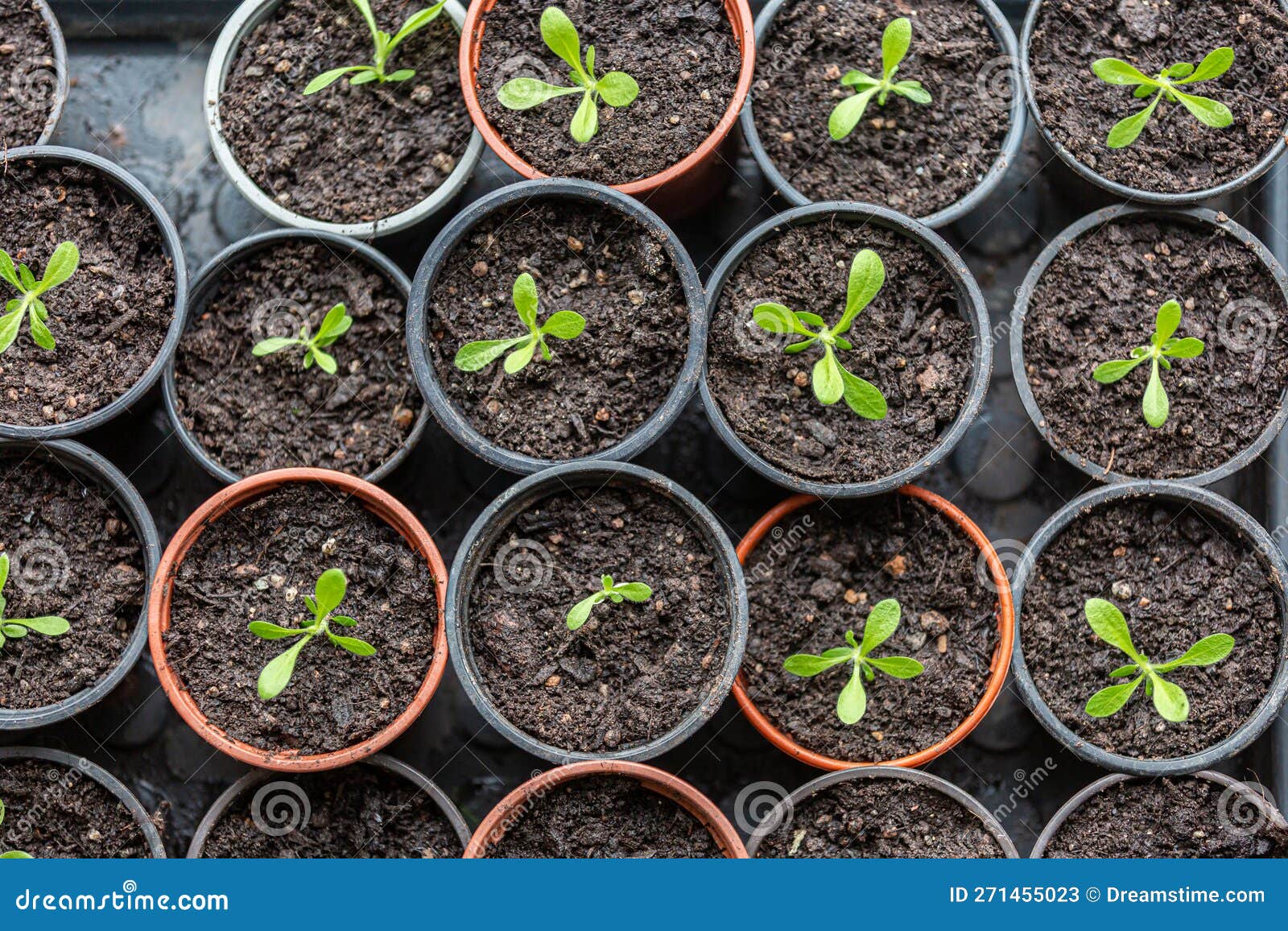 Looking Down at Seedlings Emerging in Plant Pots Stock Image - Image of ...