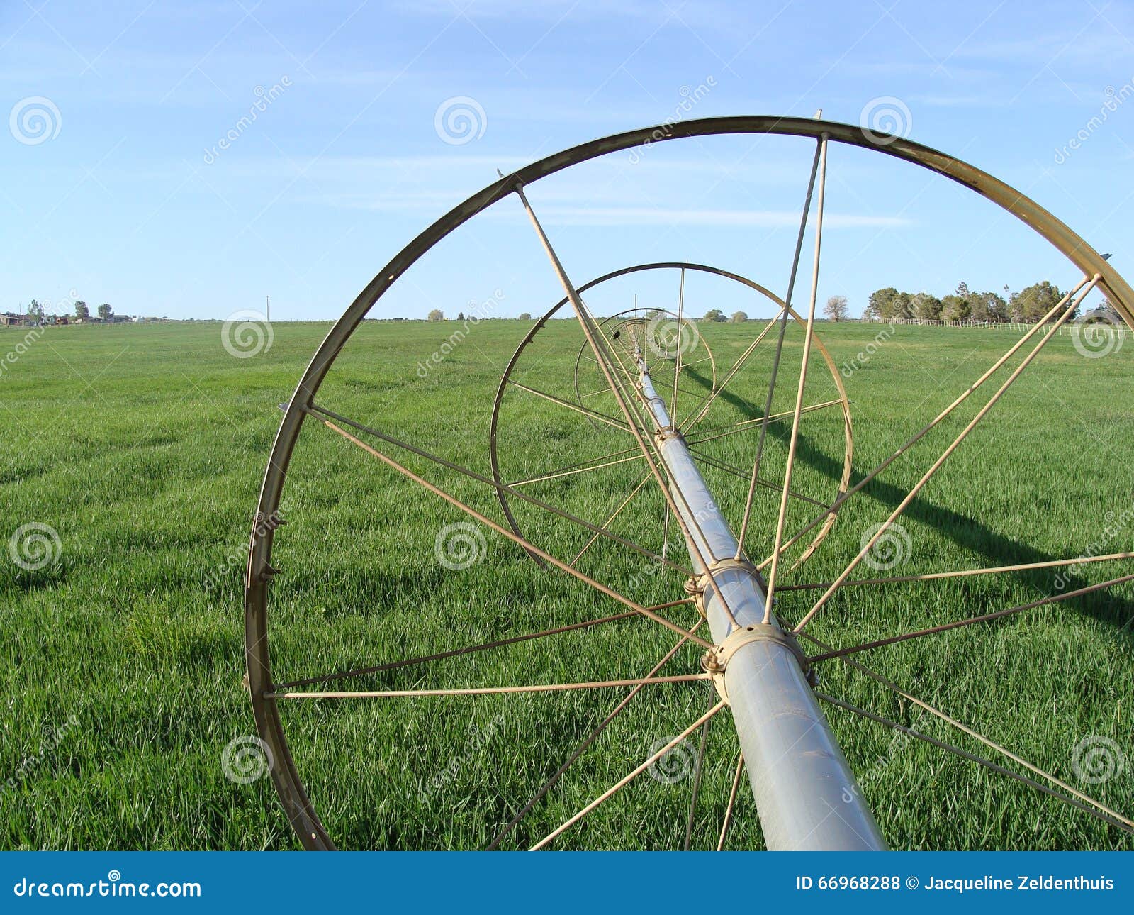 Looking Down a Side Roll in Alfalfa Field Stock Photo - Image of ...