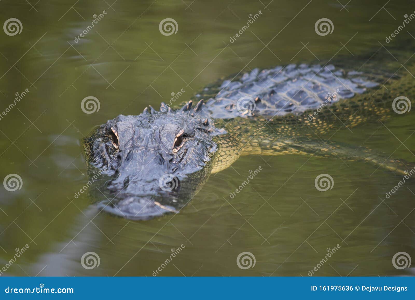 Looking Down the Snout of an Alligator in the Swamp Stock Photo - Image ...