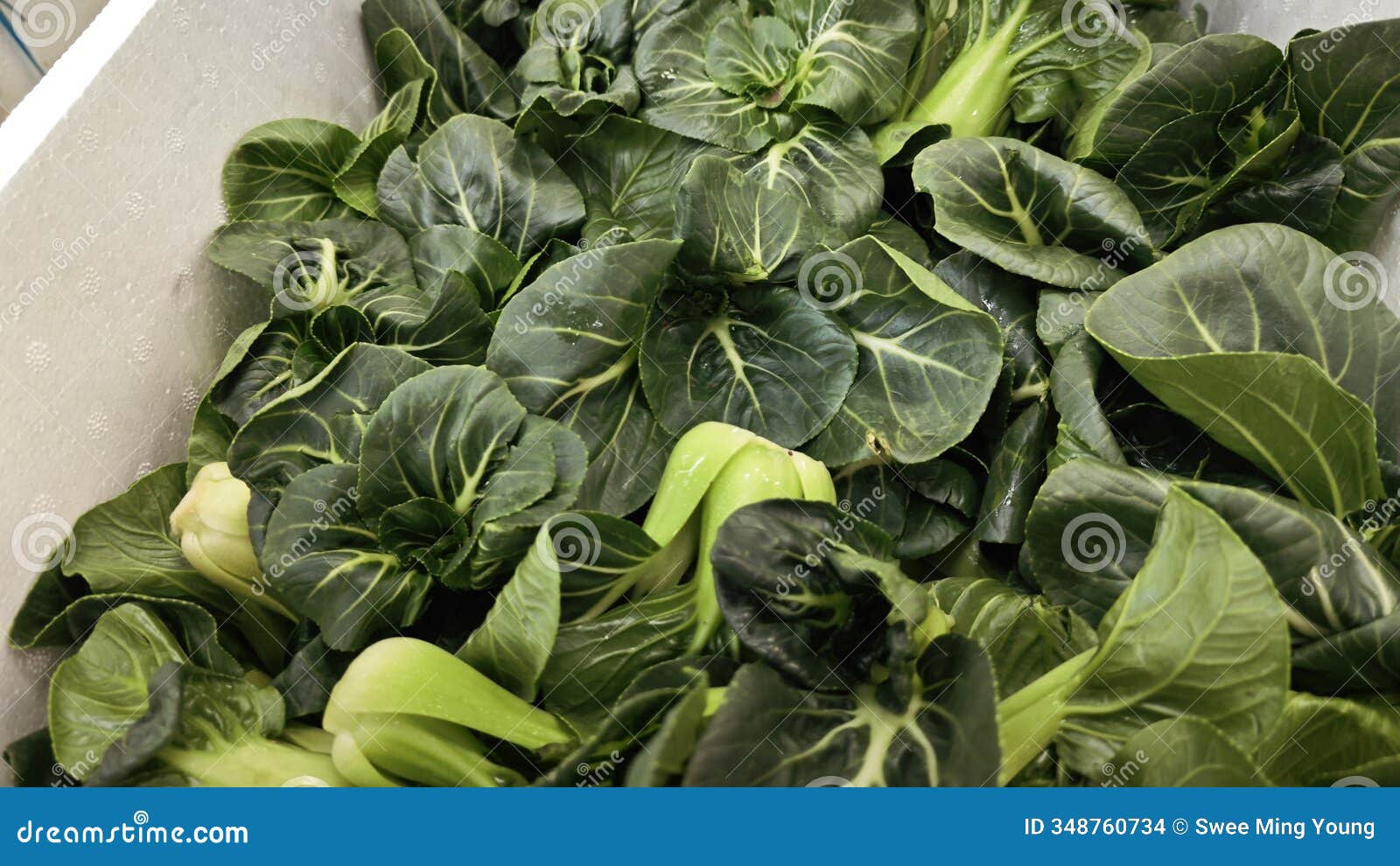 Looking Down on the Stack of Fresh Green Pak Choi Vegetable Stock Photo ...