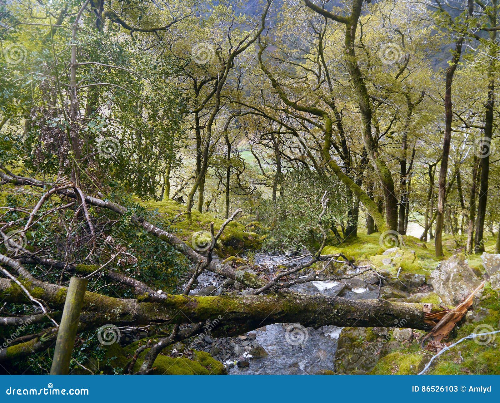 Looking Down Stream with Fallen Tree Across it Stock Image - Image of ...