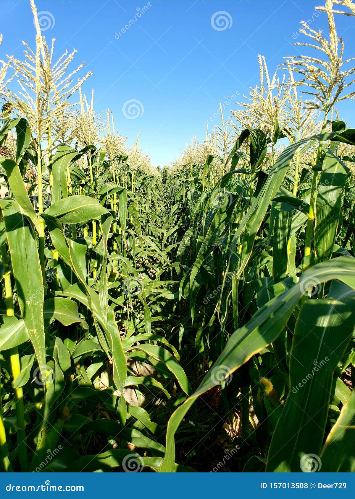 Looking Down Sweet Corn Rows Ready for Harvest in Corn Field Stock ...