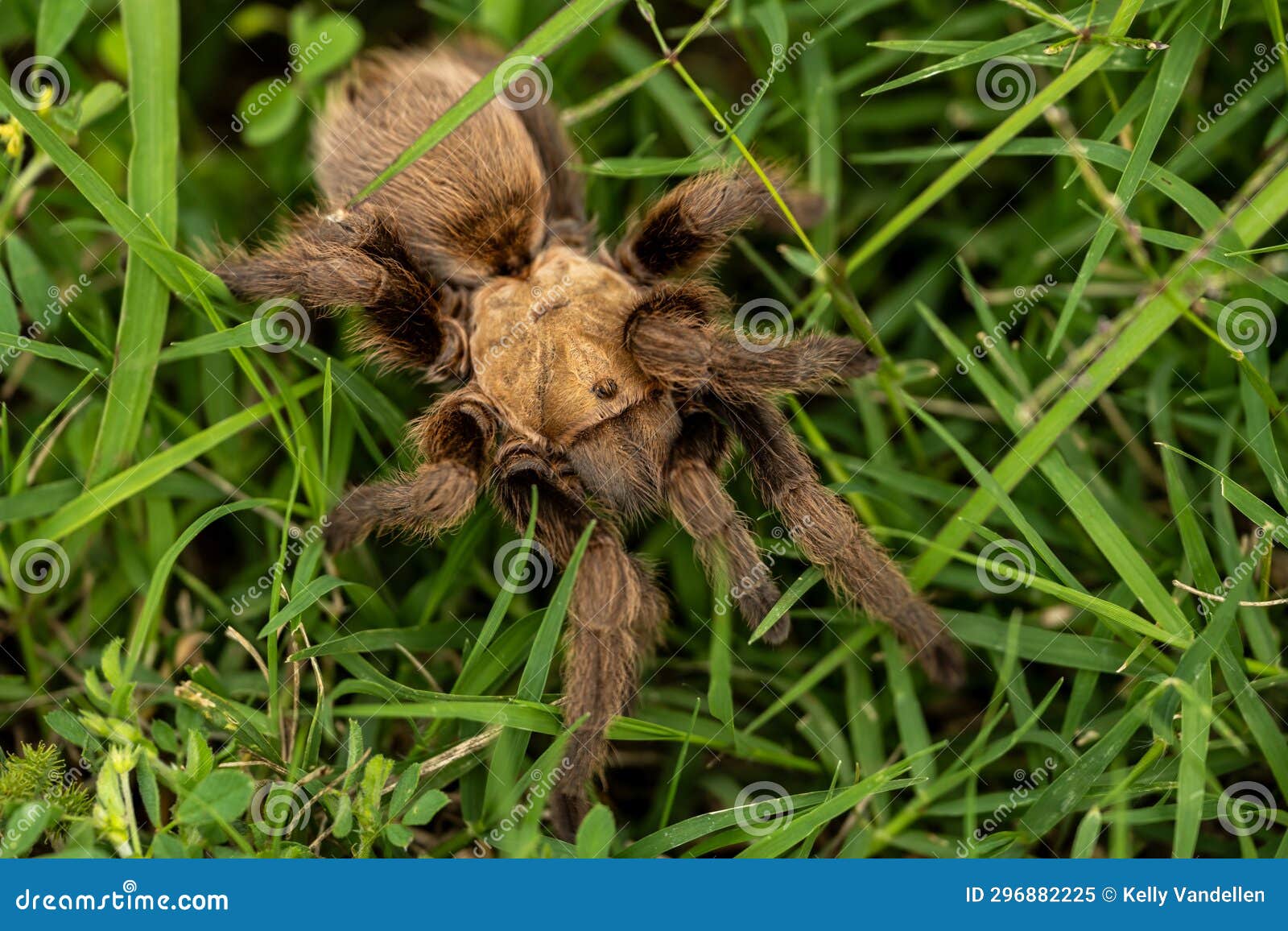 Looking Down on Tarantula Crawling through Grass Stock Image - Image of ...