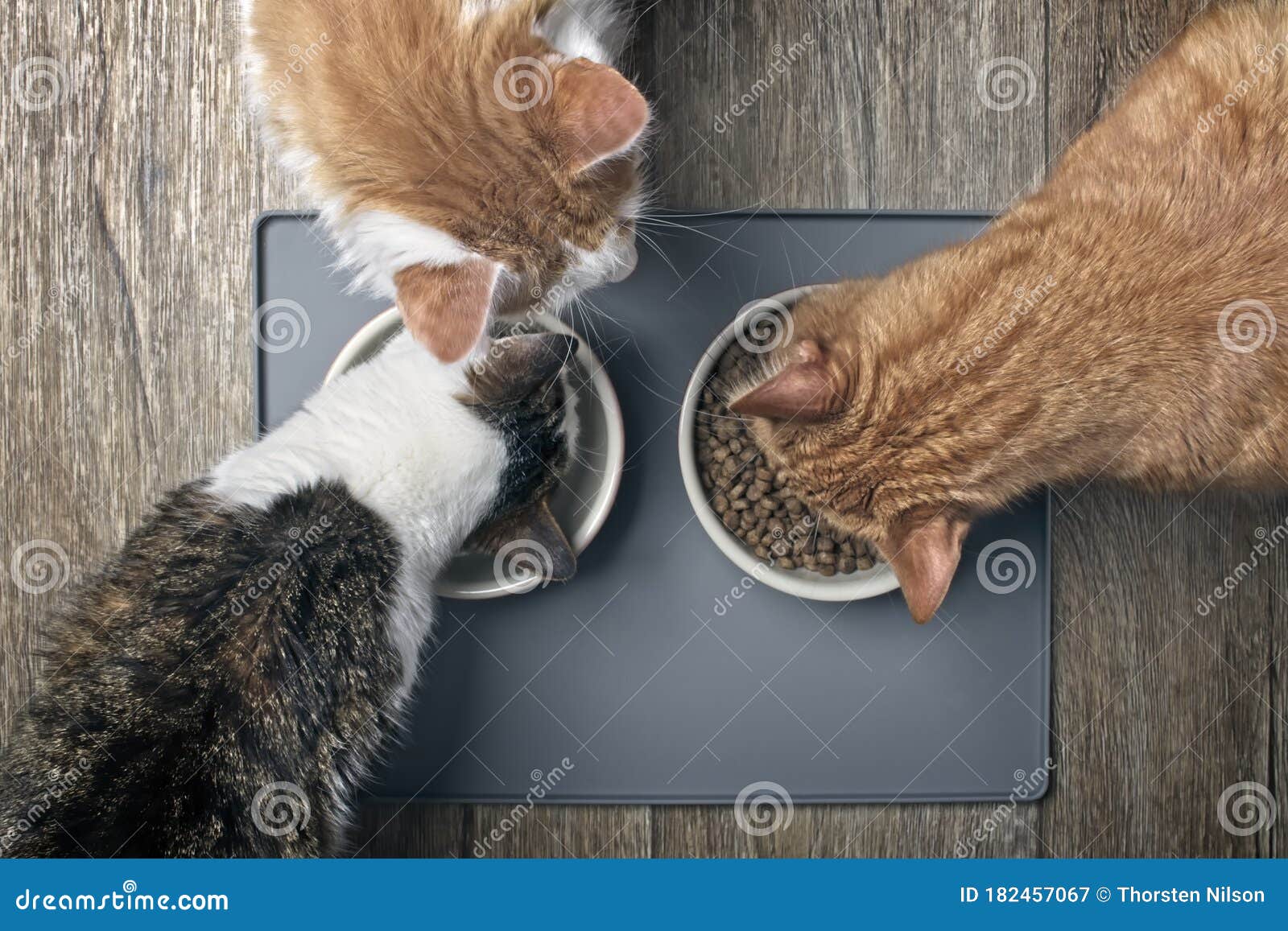Looking Down at Three Cats Eating from a Bowl Stock Image - Image of ...