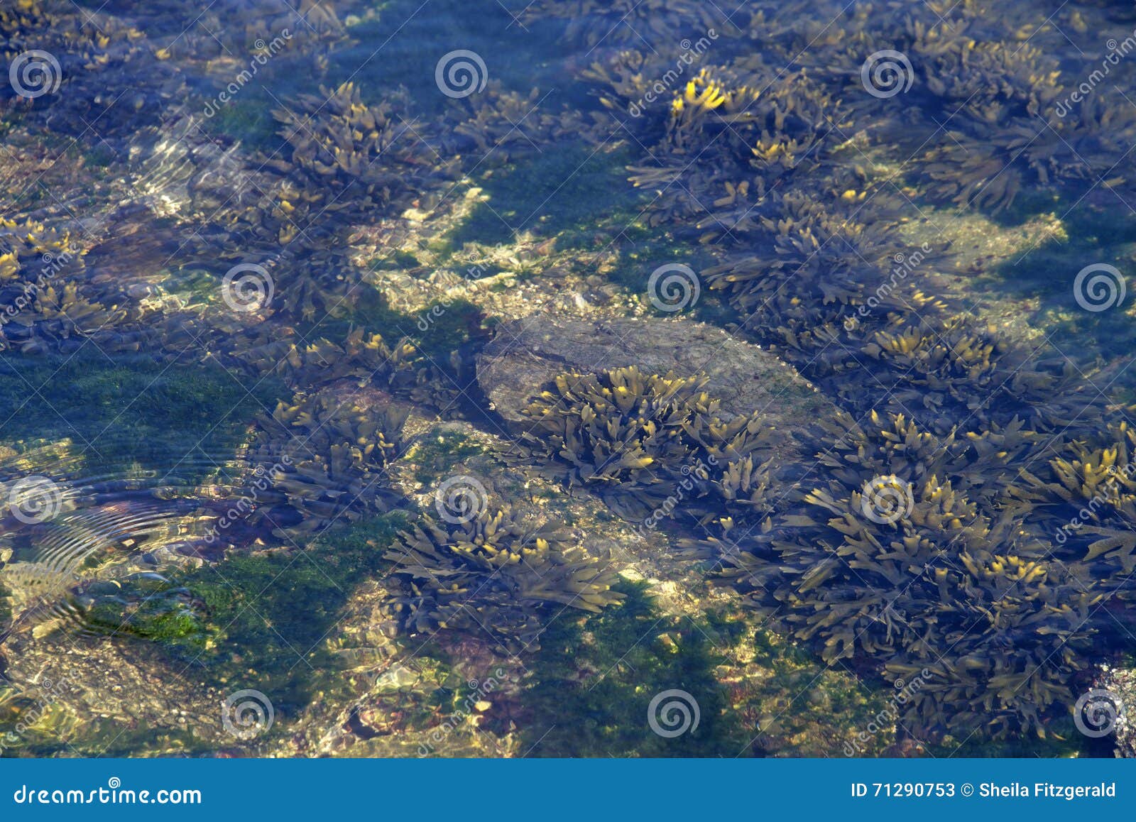 Looking Down into Tide Pool with Sea Weed, Coral and Algae in Shallow ...