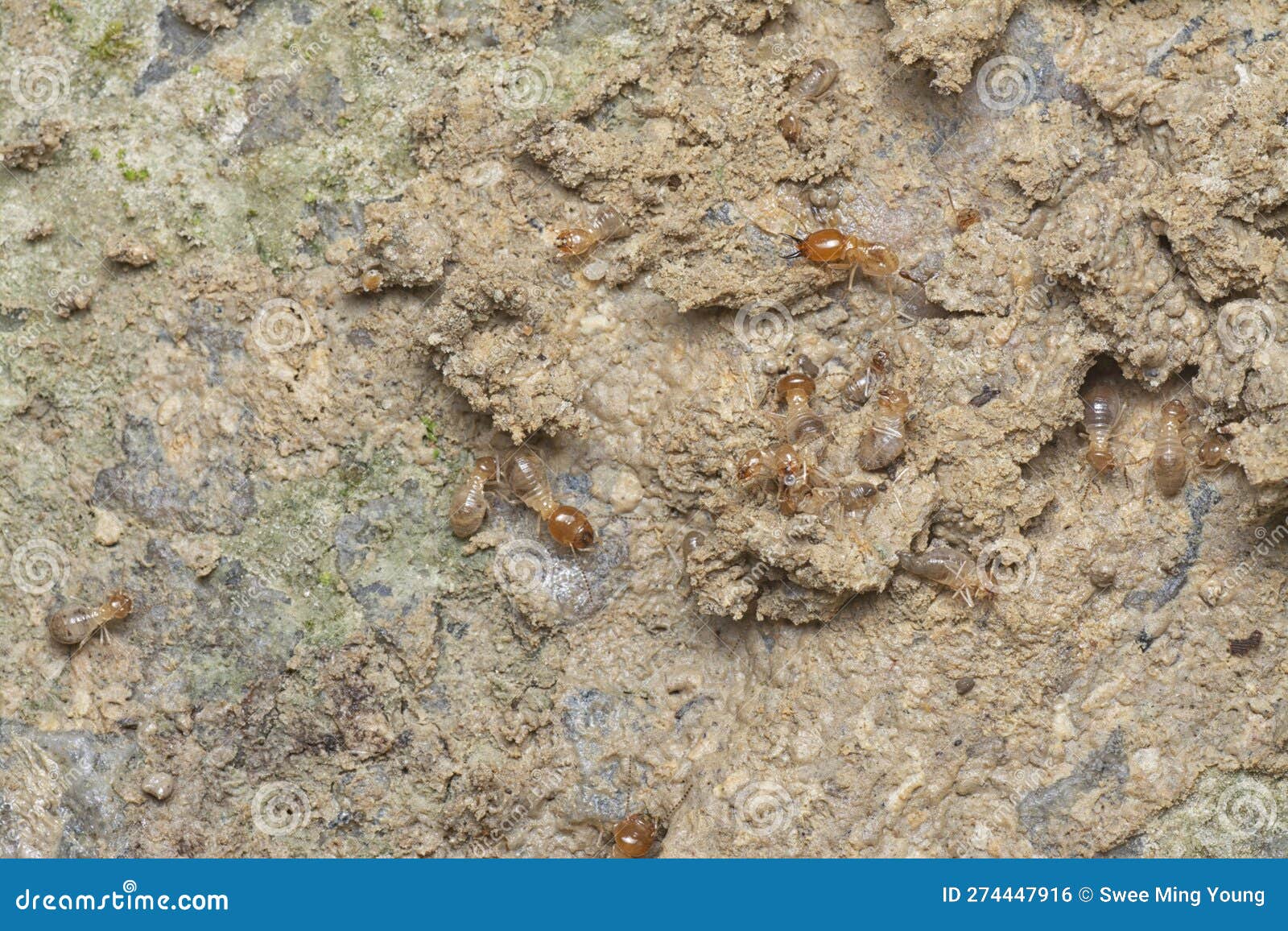 Looking Down on the Tiny Termites on the Sandy Ground Stock Photo ...