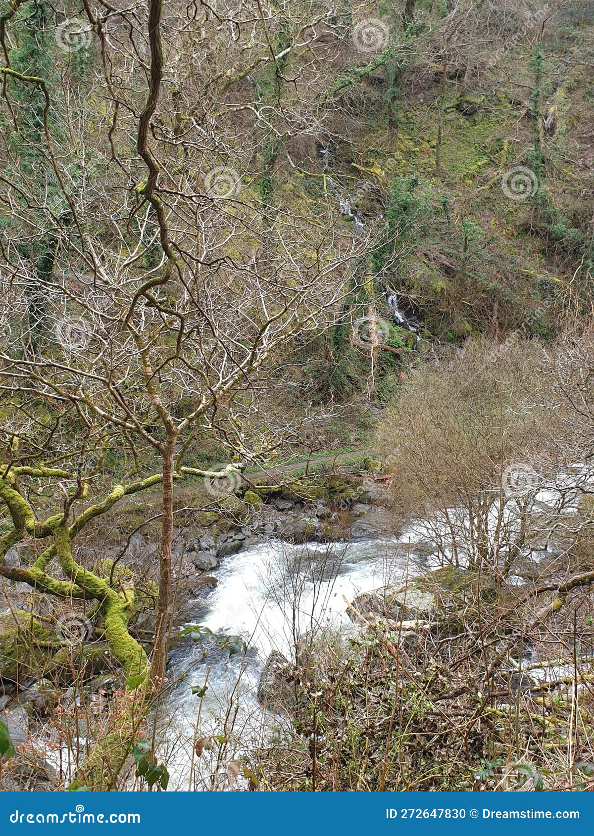 Looking Down Towards the River Stock Photo - Image of tree, woodland ...