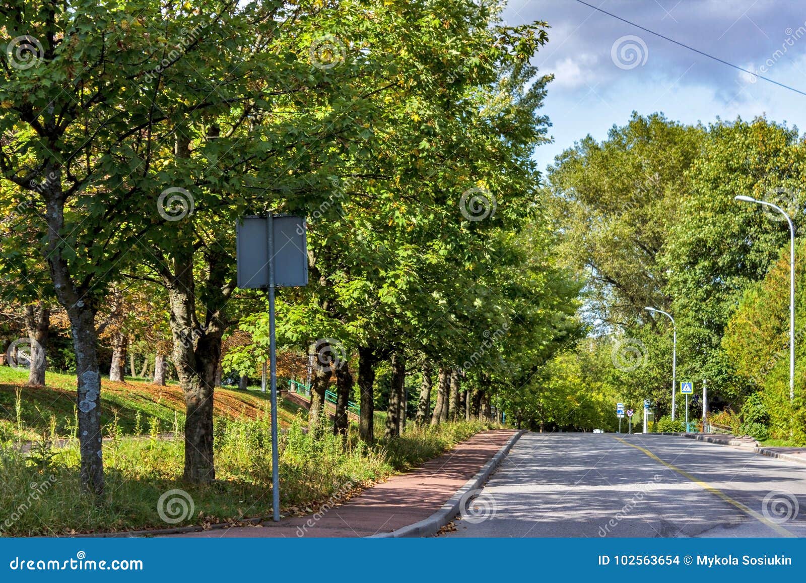 Looking Down a Tree Lined Road into the Distance Stock Photo - Image of ...