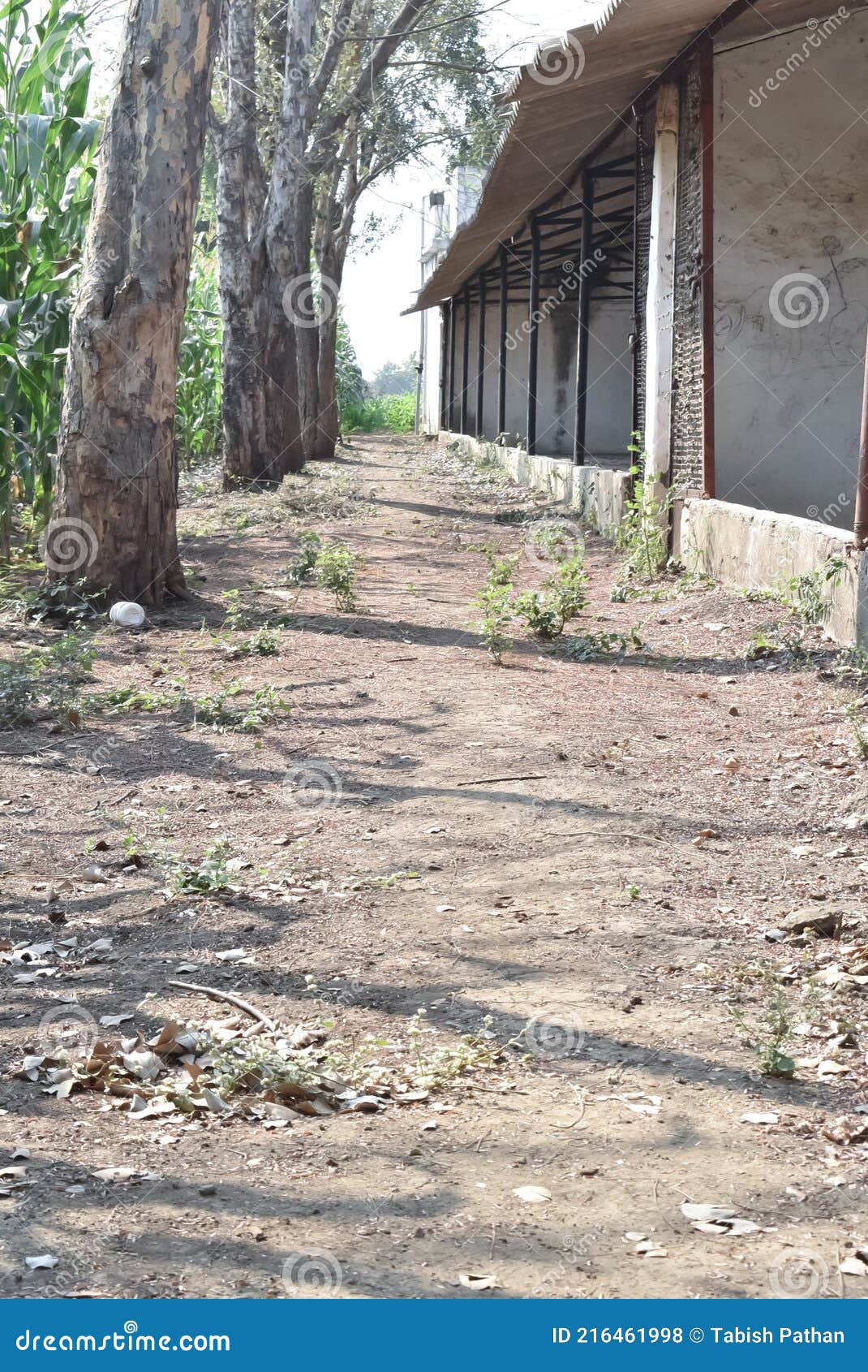 Looking Down a Tree Lined Road into the Distance, Stone Wall Borders ...