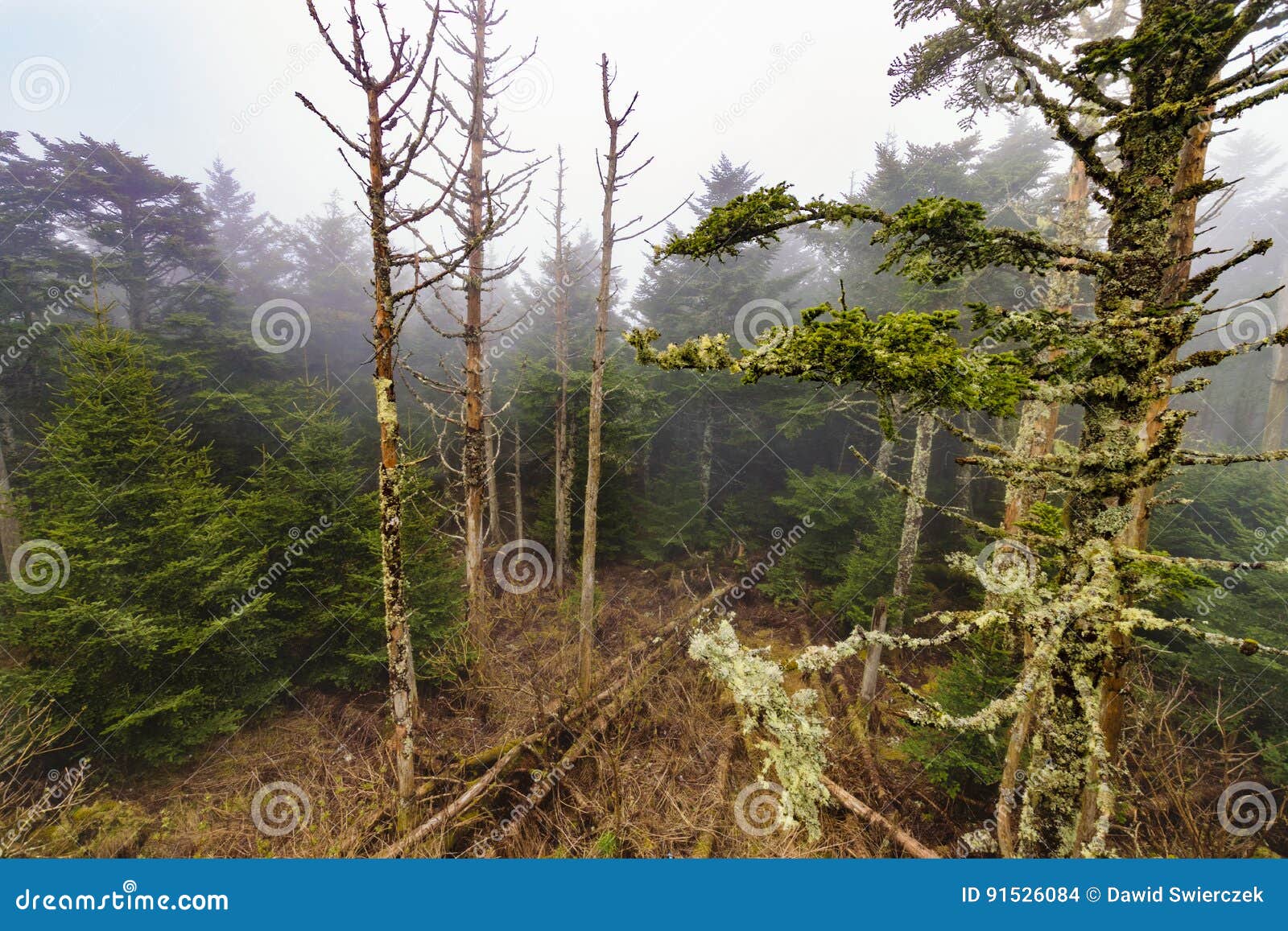 Looking Down Trees stock photo. Image of early, bark - 91526084