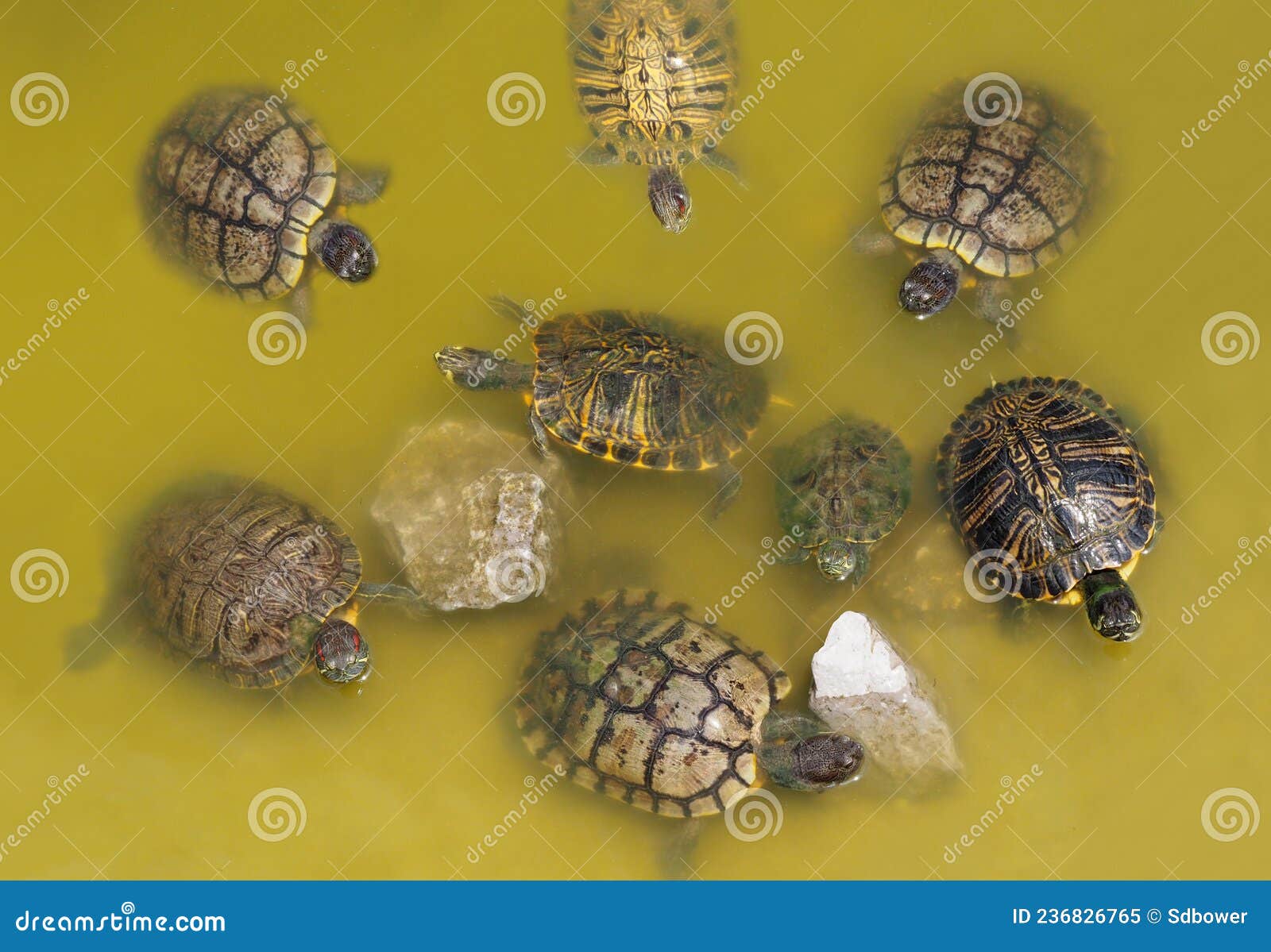 Looking Down on Turtles in an Algae Pool Stock Image - Image of florida ...