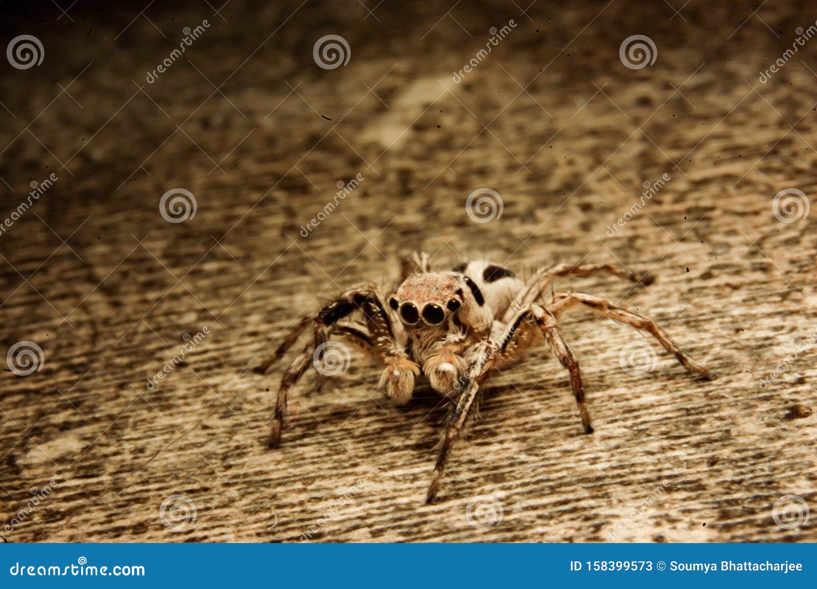 Looking with eight eyes stock image. Image of eyes, spider - 158399573