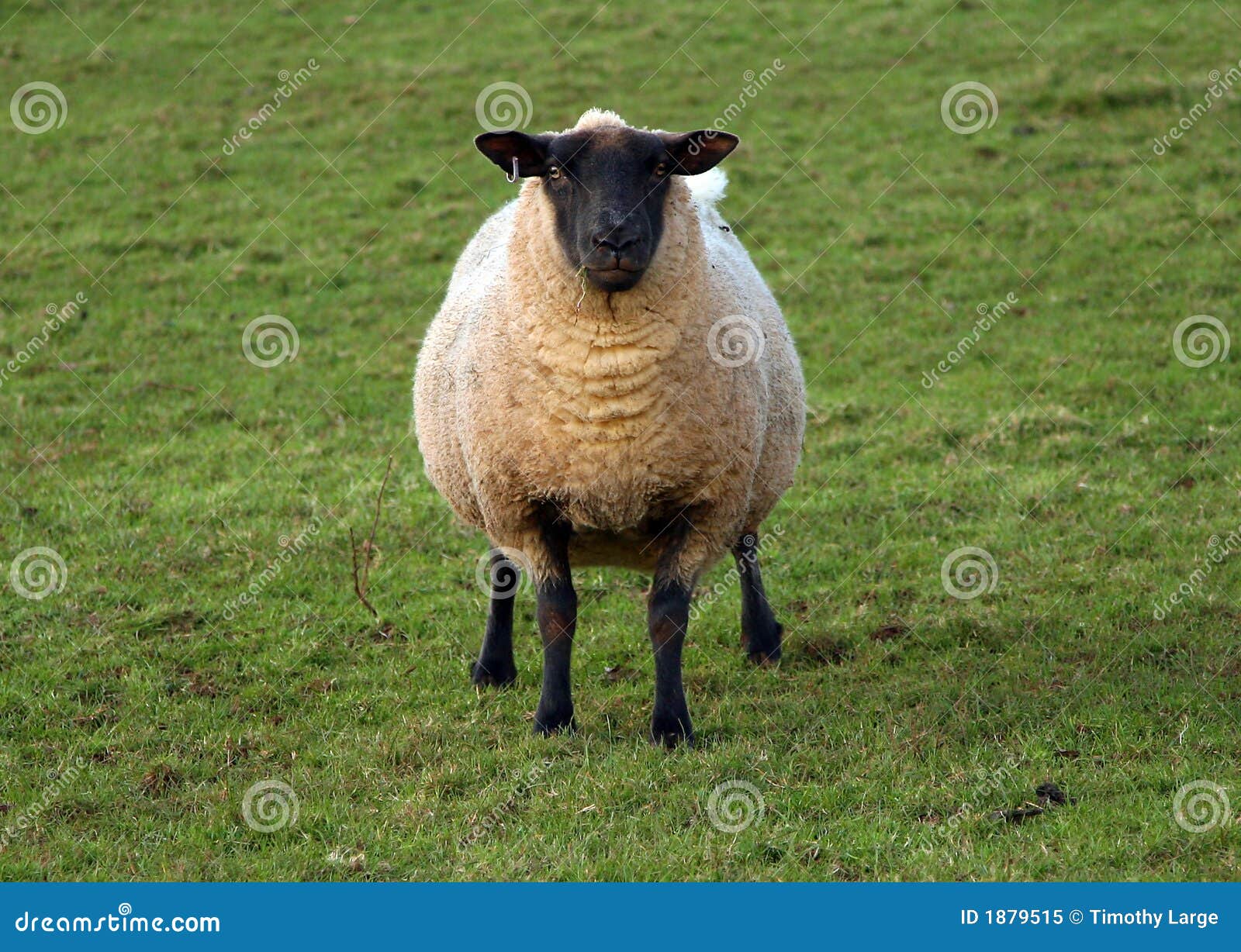 Looking at ewe stock image. Image of meadow, farming, sheep - 1879515