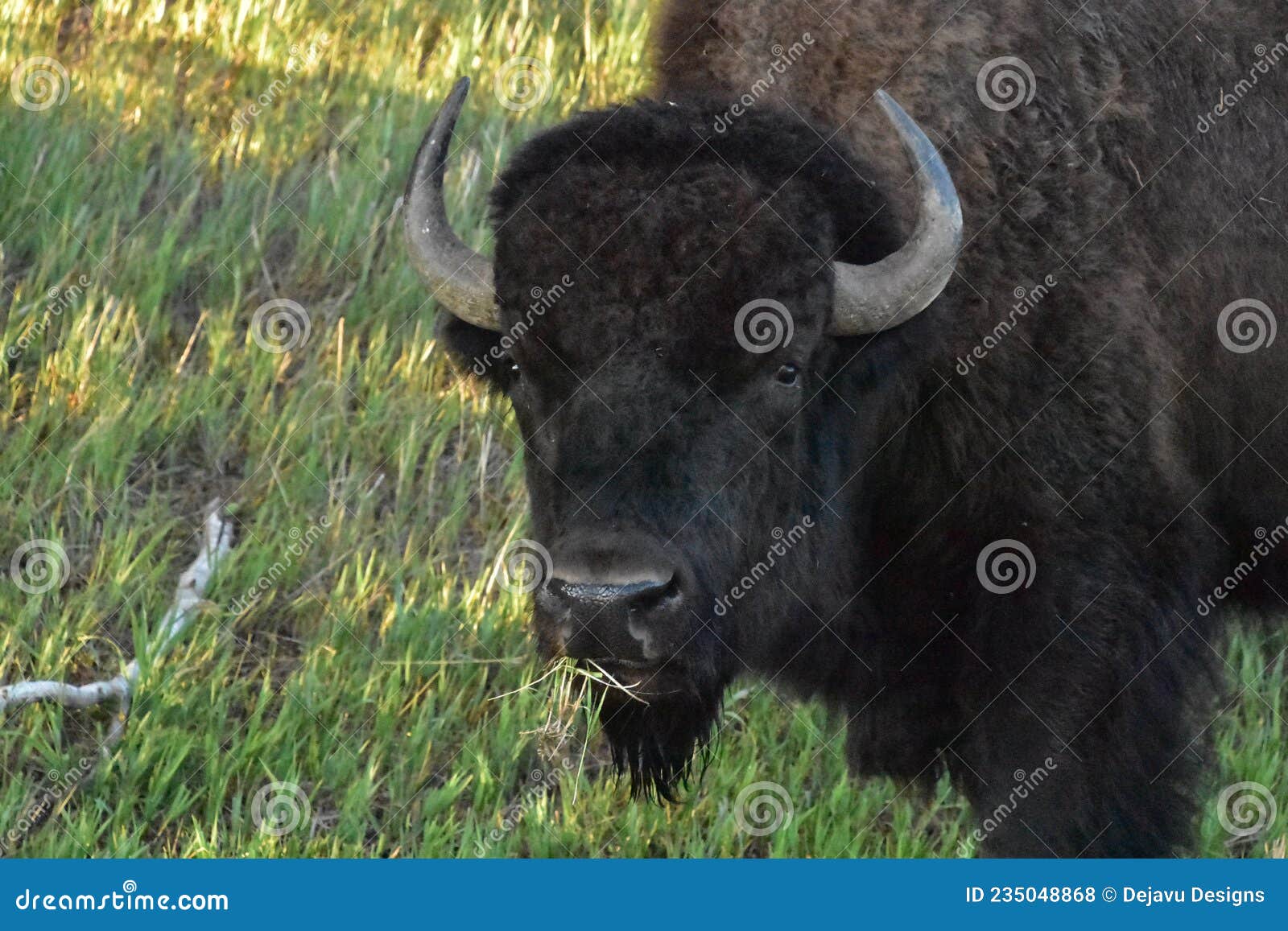 Looking in the Face of an American Buffalo Stock Photo - Image of bison ...