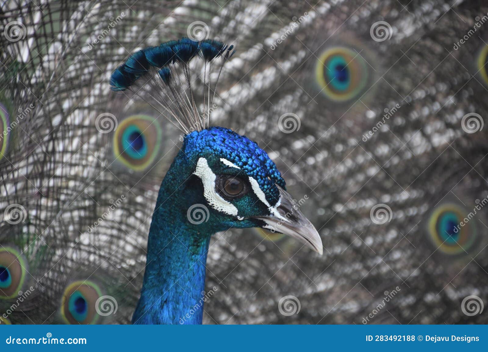 Looking into the Face of a Blue Peacock Stock Photo - Image of nature ...