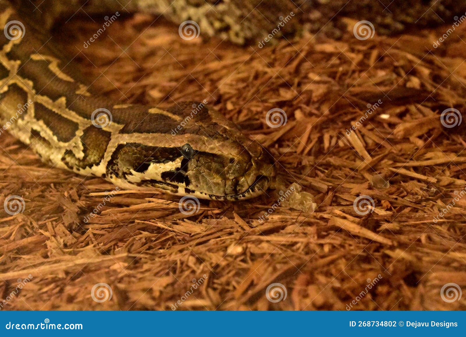 Burmese Phython Stock Photos - Free & Royalty-Free Stock Photos from ...