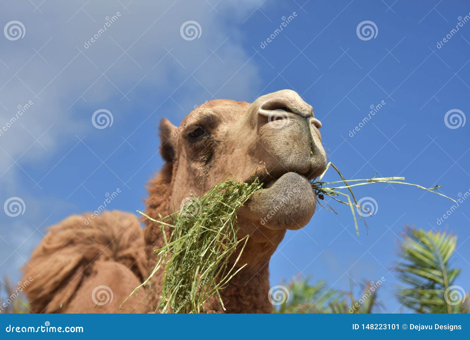 Looking into the Face of a Chewing Camel Stock Image - Image of ...