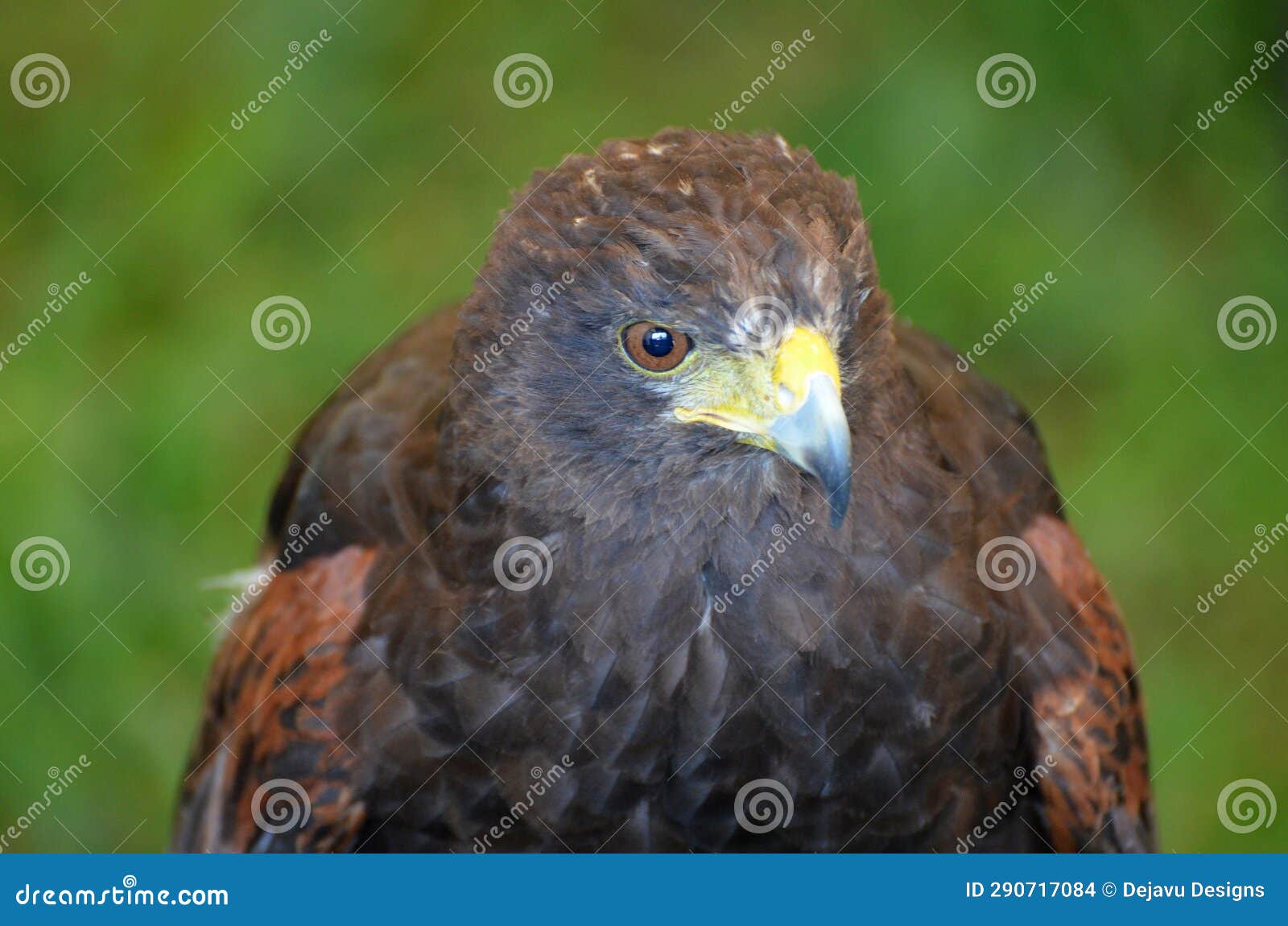 Looking into the Face of a Falcon Stock Photo - Image of looking ...