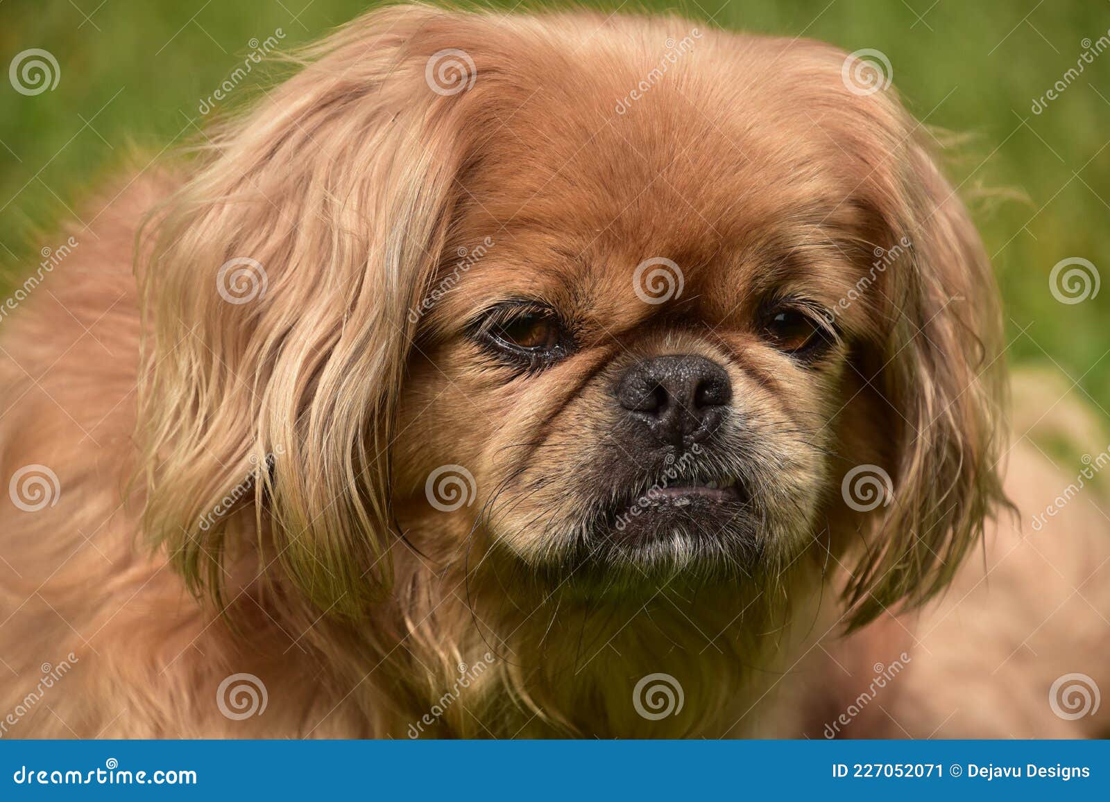 Looking into the Face of a Ginger Pekingese Dog Stock Image - Image of ...