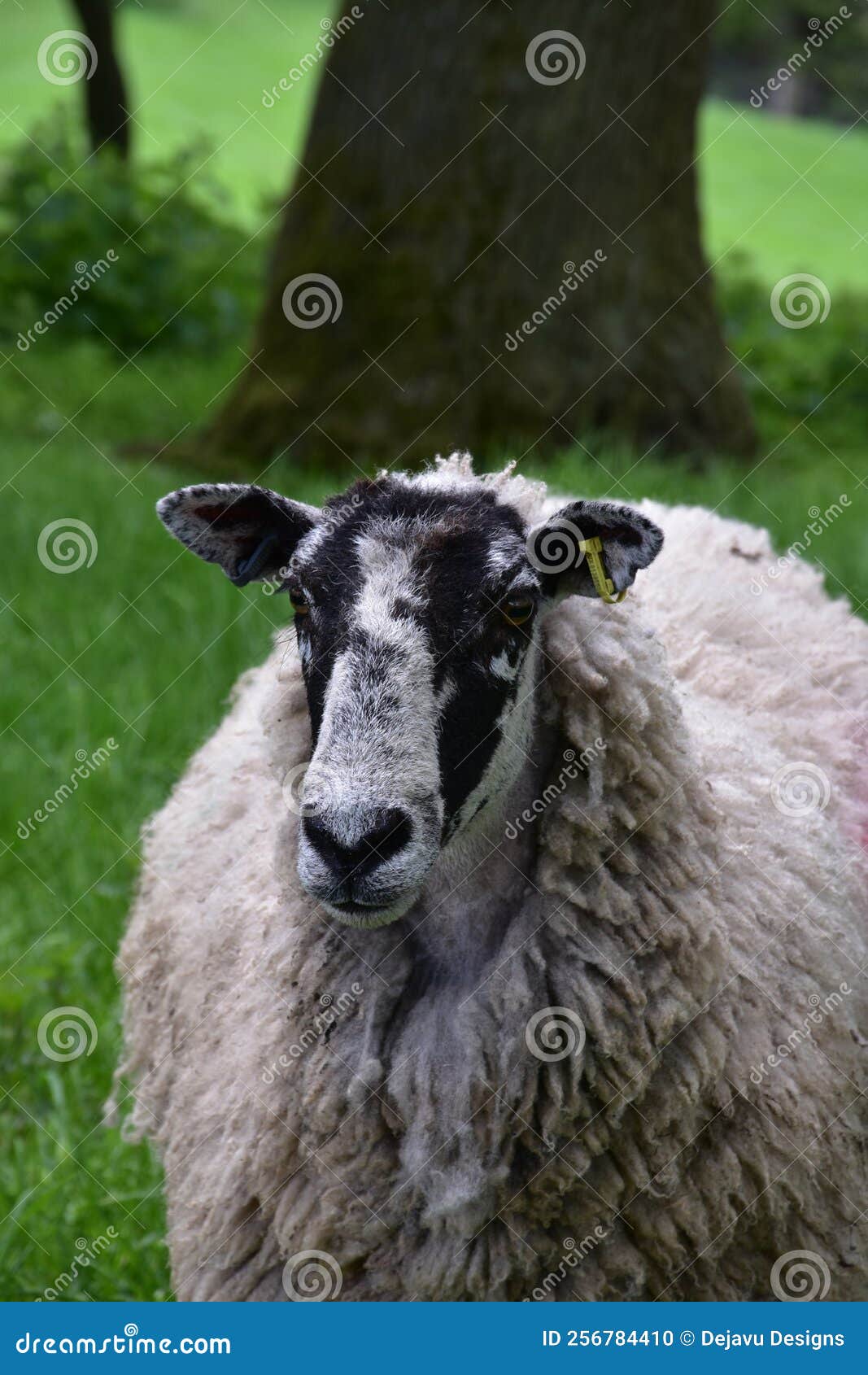 Looking into the Face of a Mature Sheep Stock Photo - Image of pasture ...