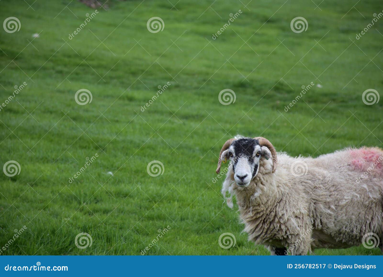 Looking into the Face of a Ram in a Field Stock Image - Image of animal ...