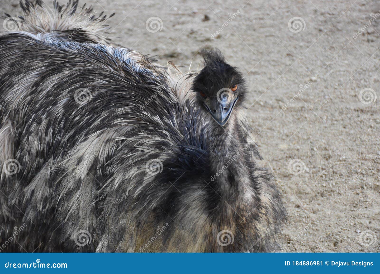 Looking into the Face of a Resting Emu Stock Image - Image of animal ...