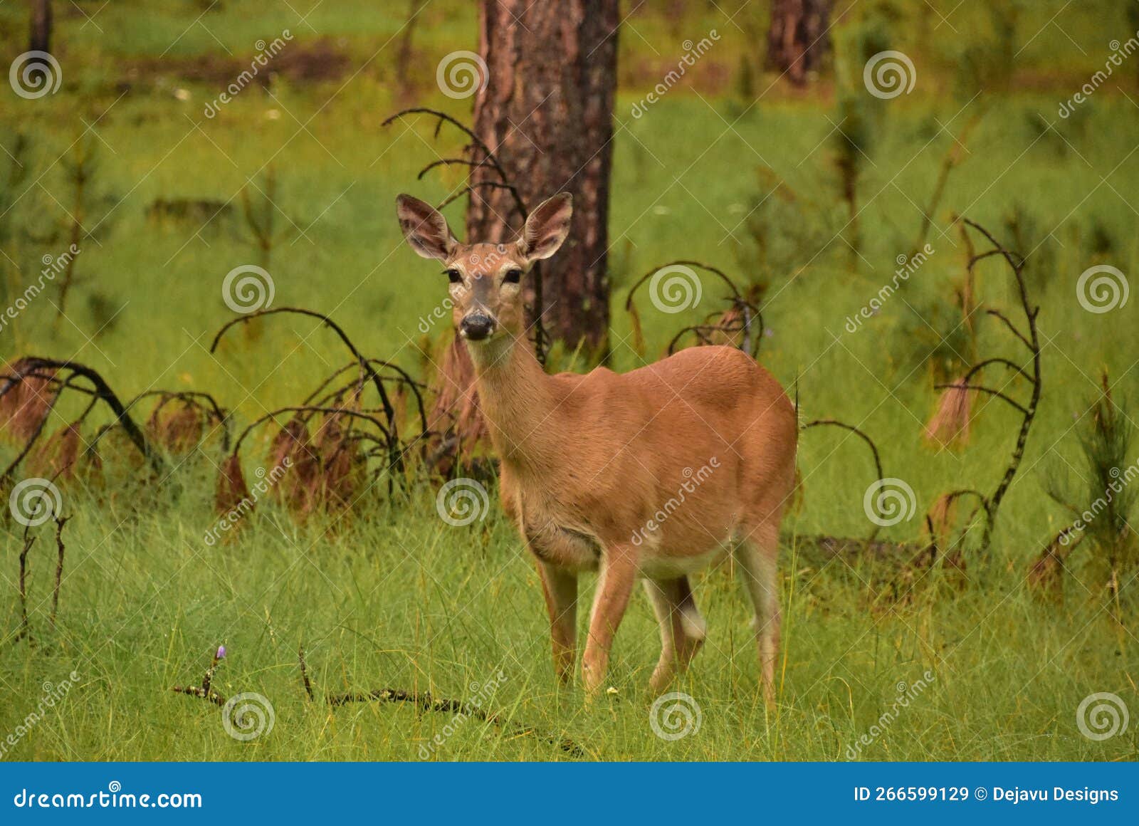 Looking into the Face of a Startled Doe Stock Image - Image of startled ...