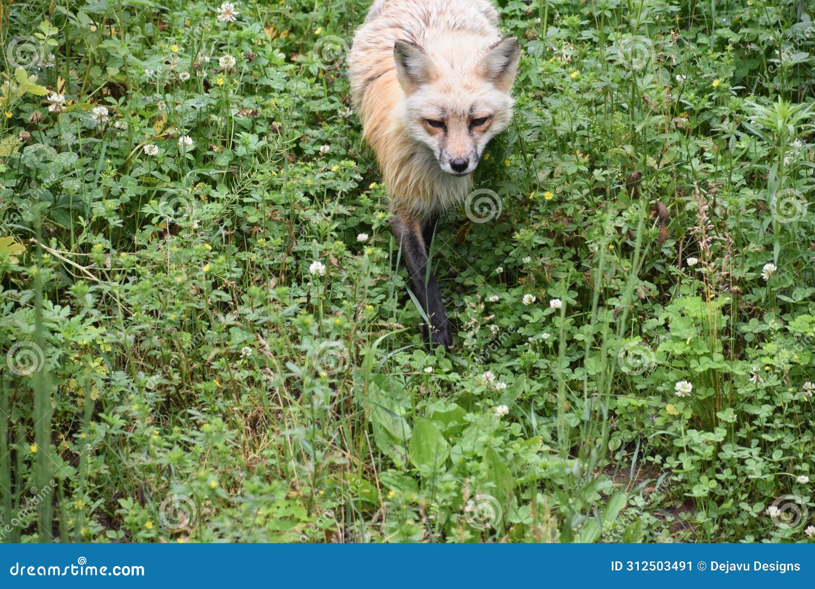 Looking into the Face of a Strutting Red Fox Stock Image - Image of ...