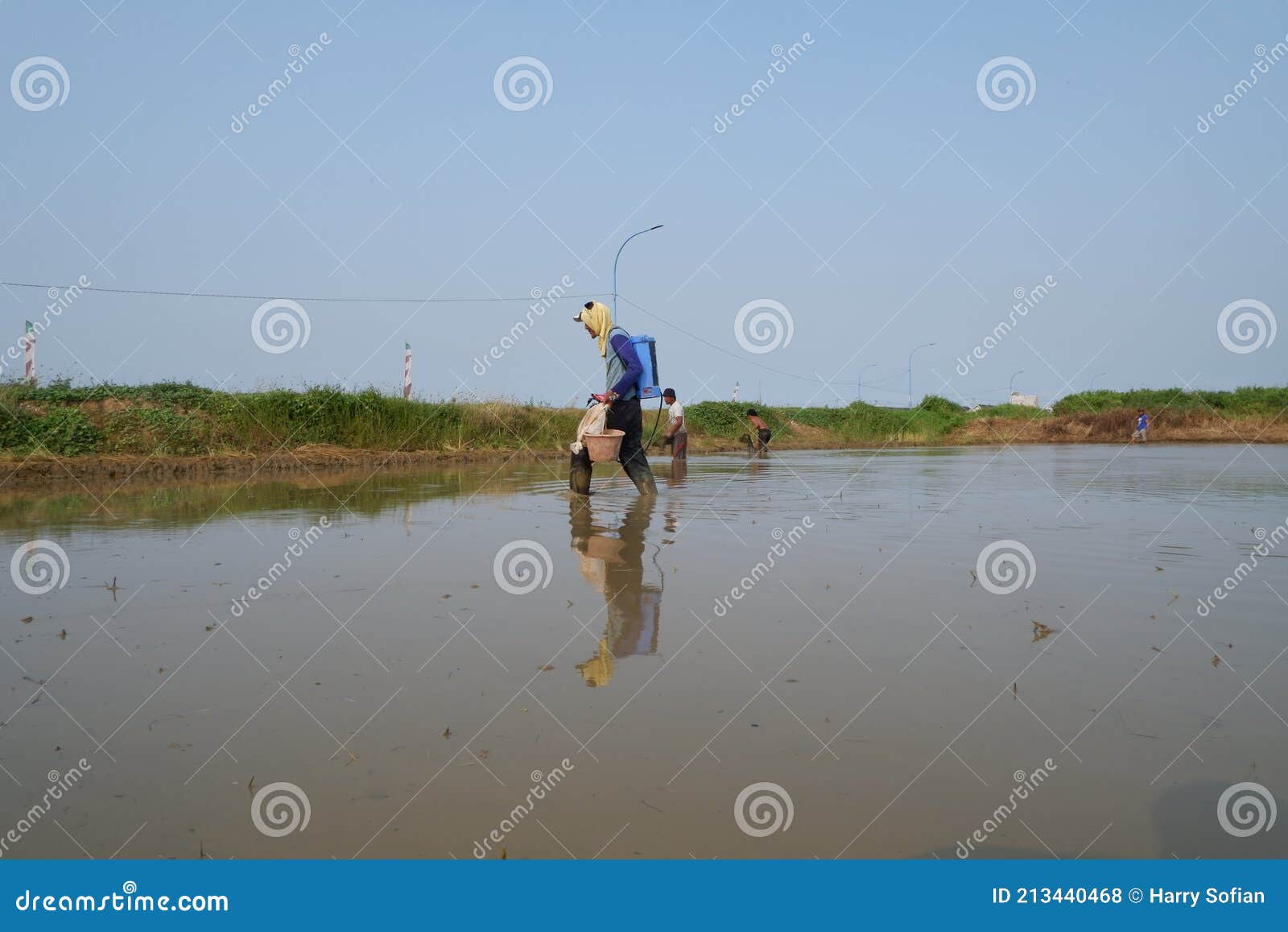 Looking for Fish in the Rice Fields Stock Photo - Image of countryside ...
