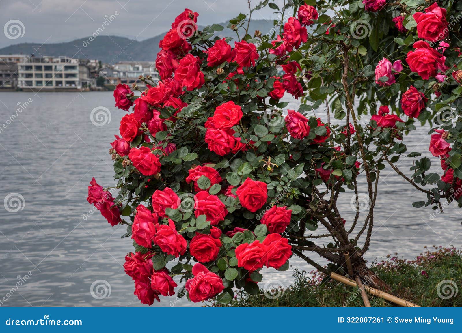 Looking at the Flowery Red China Rose Tree. Stock Image - Image of ...