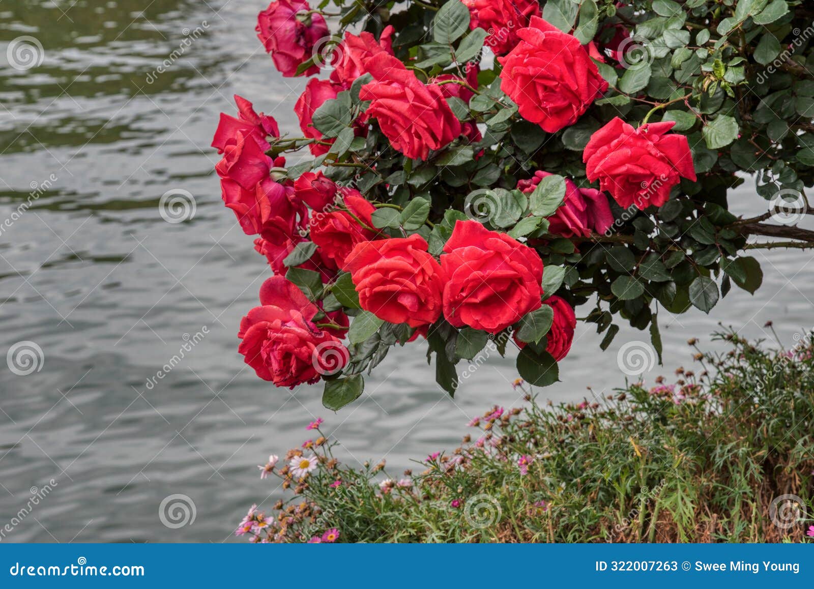 Looking at the Flowery Red China Rose Tree. Stock Image - Image of ...