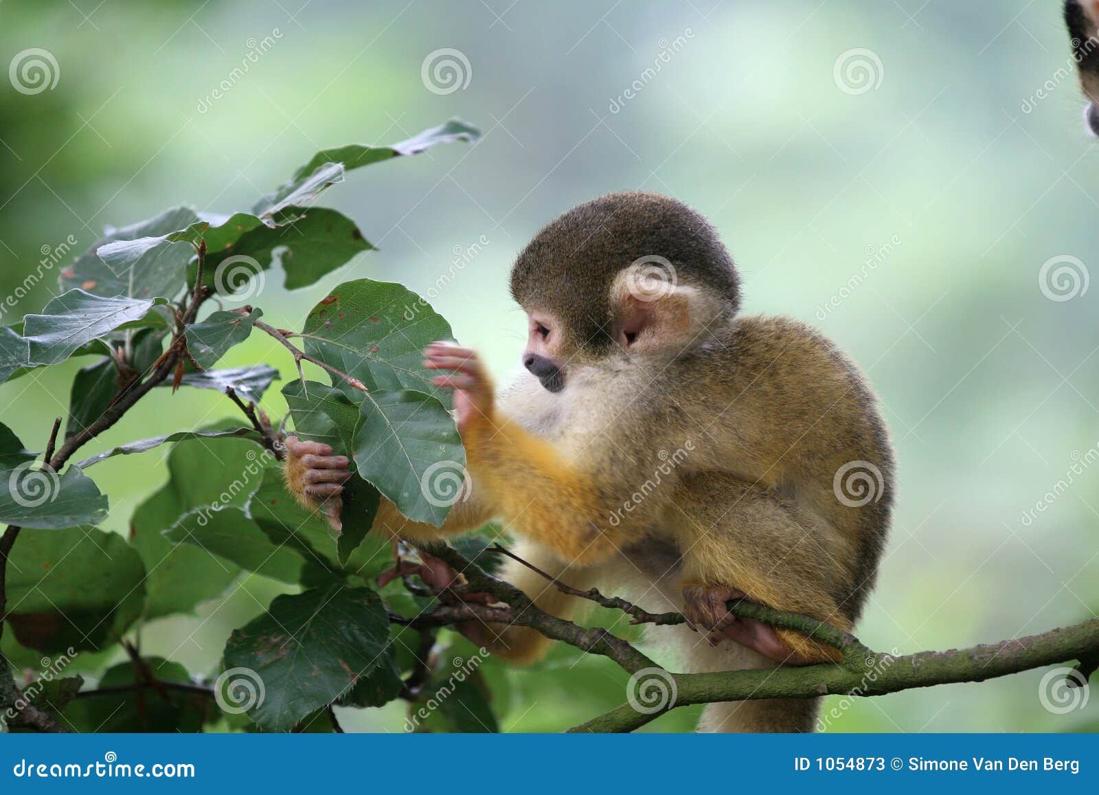 Looking for food stock image. Image of mammals, squirrel - 1054873
