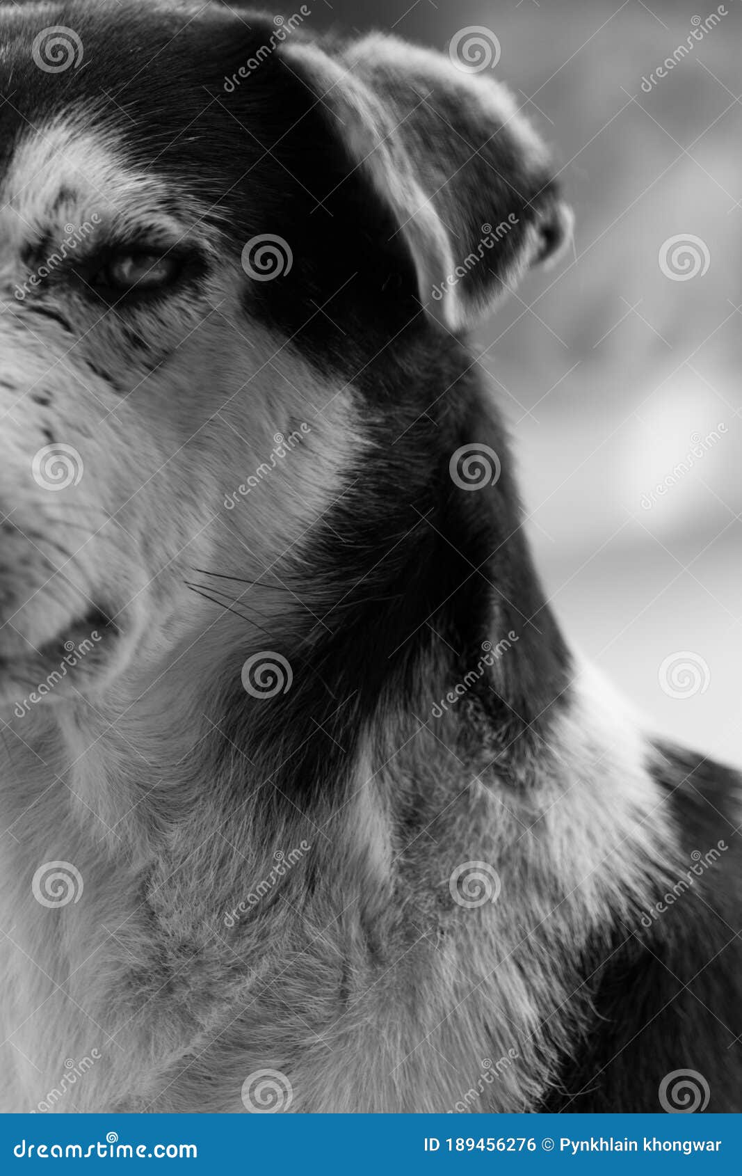 Looking Forward - a Dog Portrait Stock Photo - Image of doggy, life ...