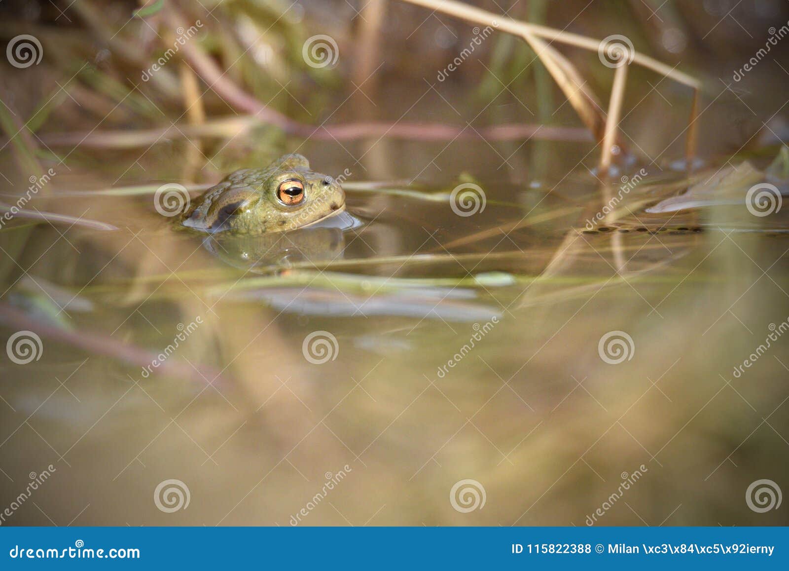 Looking frogs stock photo. Image of common, animal, macro - 115822388