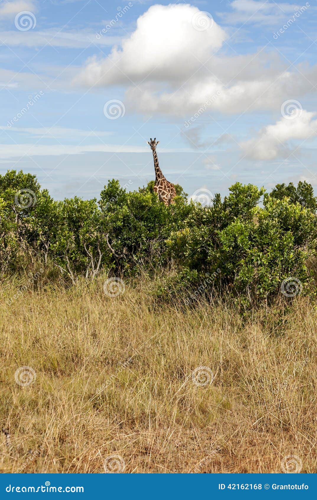 Looking giraffe stock photo. Image of closeup, camelopardalis - 42162168